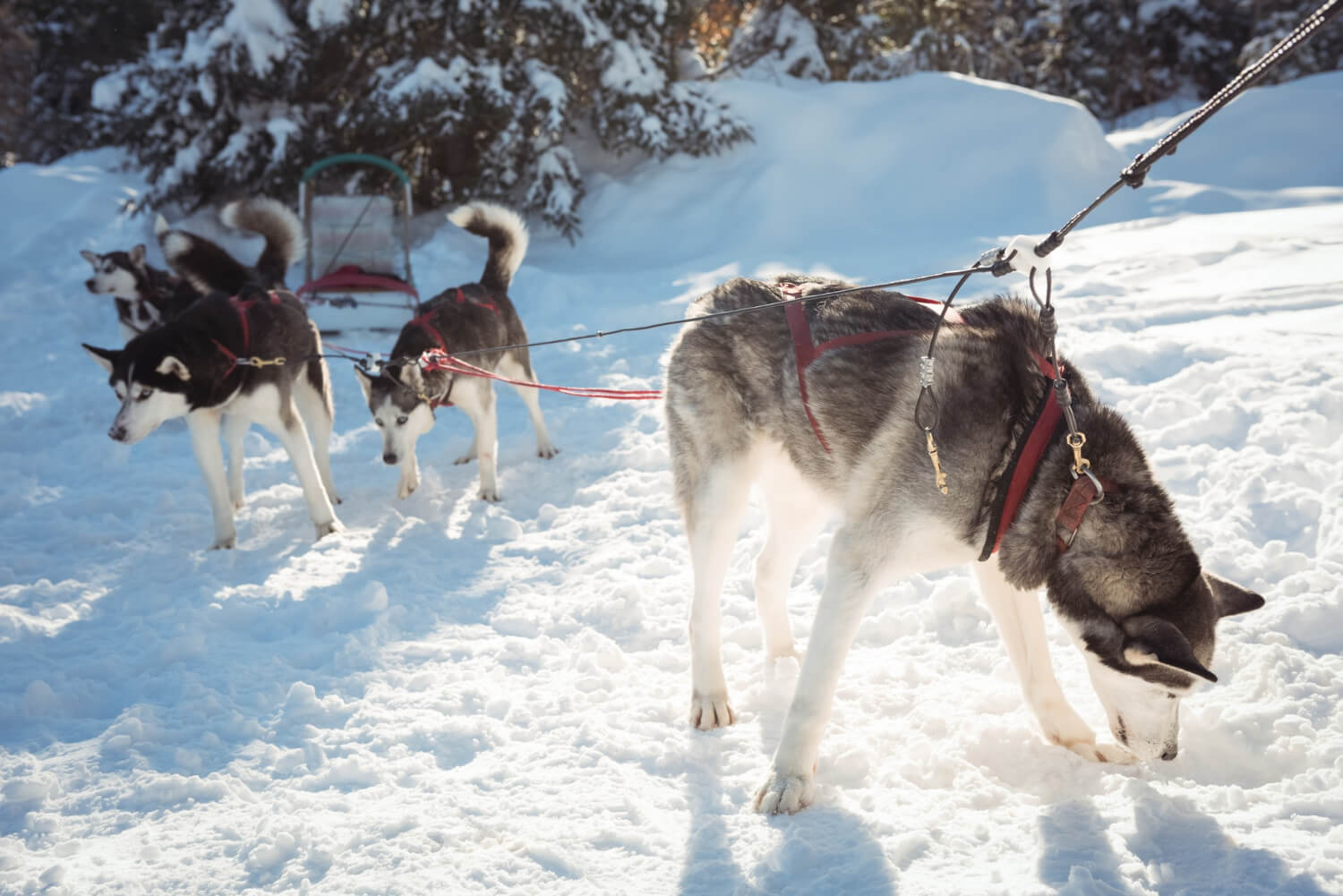 Sled Dog Breeds: Discover the Best Breeds for Winter Adventures in 2025 ...