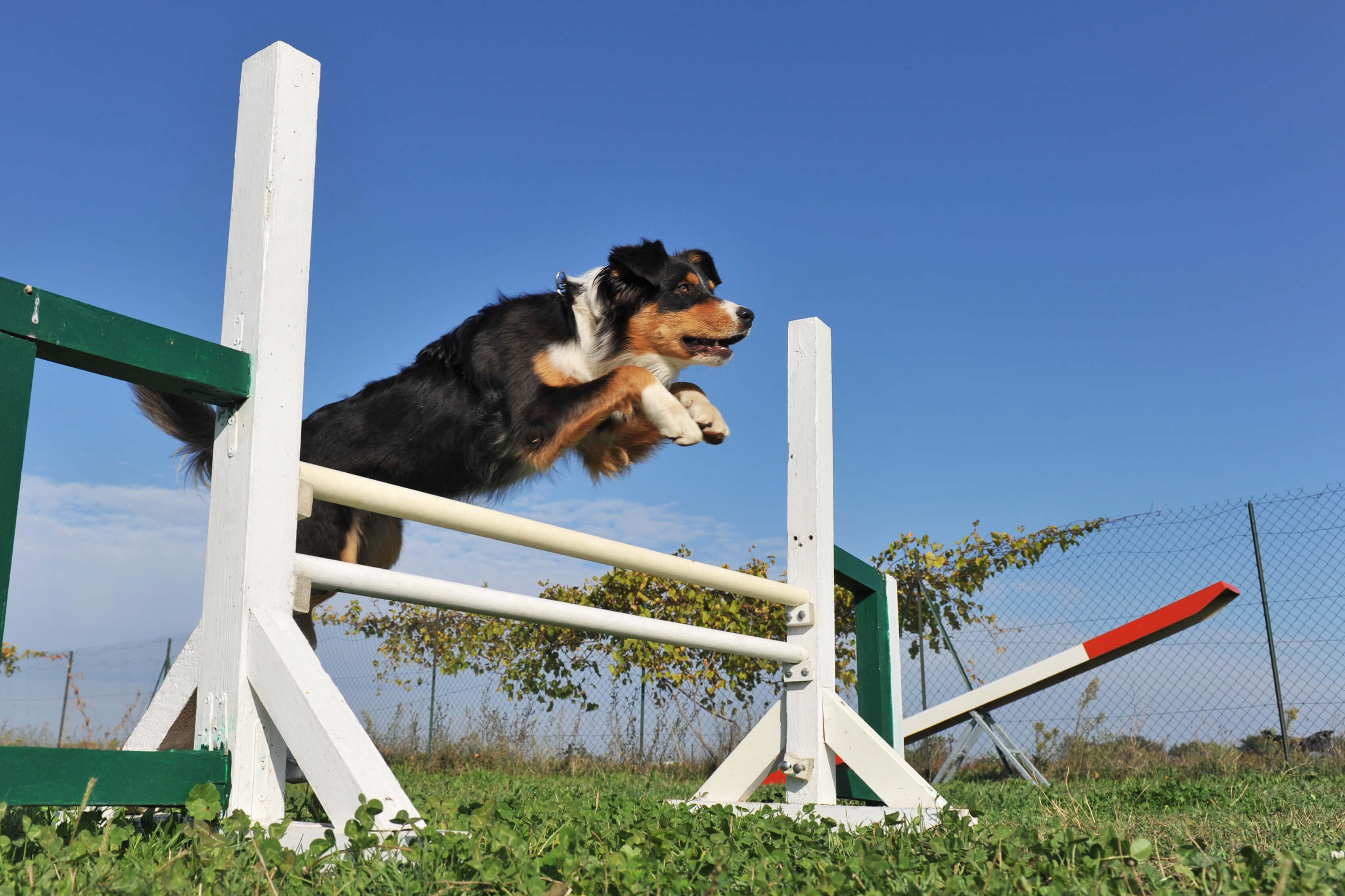 Essential Dog Exercise Equipment: Indoor, Outdoor & More – Fitdogo